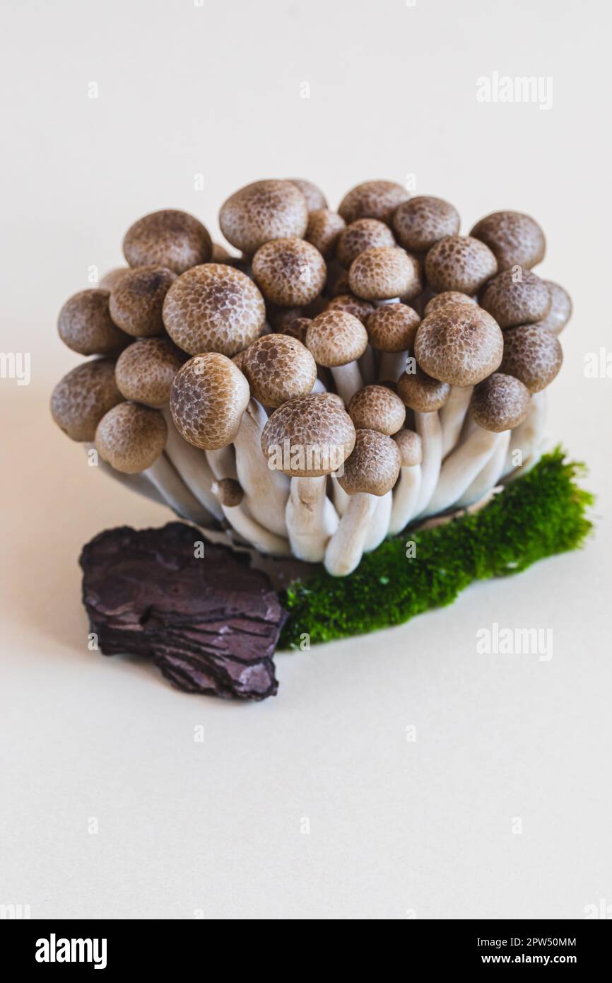 Cluster of fresh brown shimeji mushrooms close up. shimeji mushrooms on ...