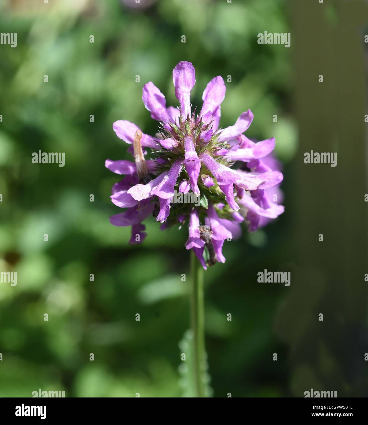 Ziest, Stachys officinalis ist eine wichtige Heilpflanzen mit lila ...