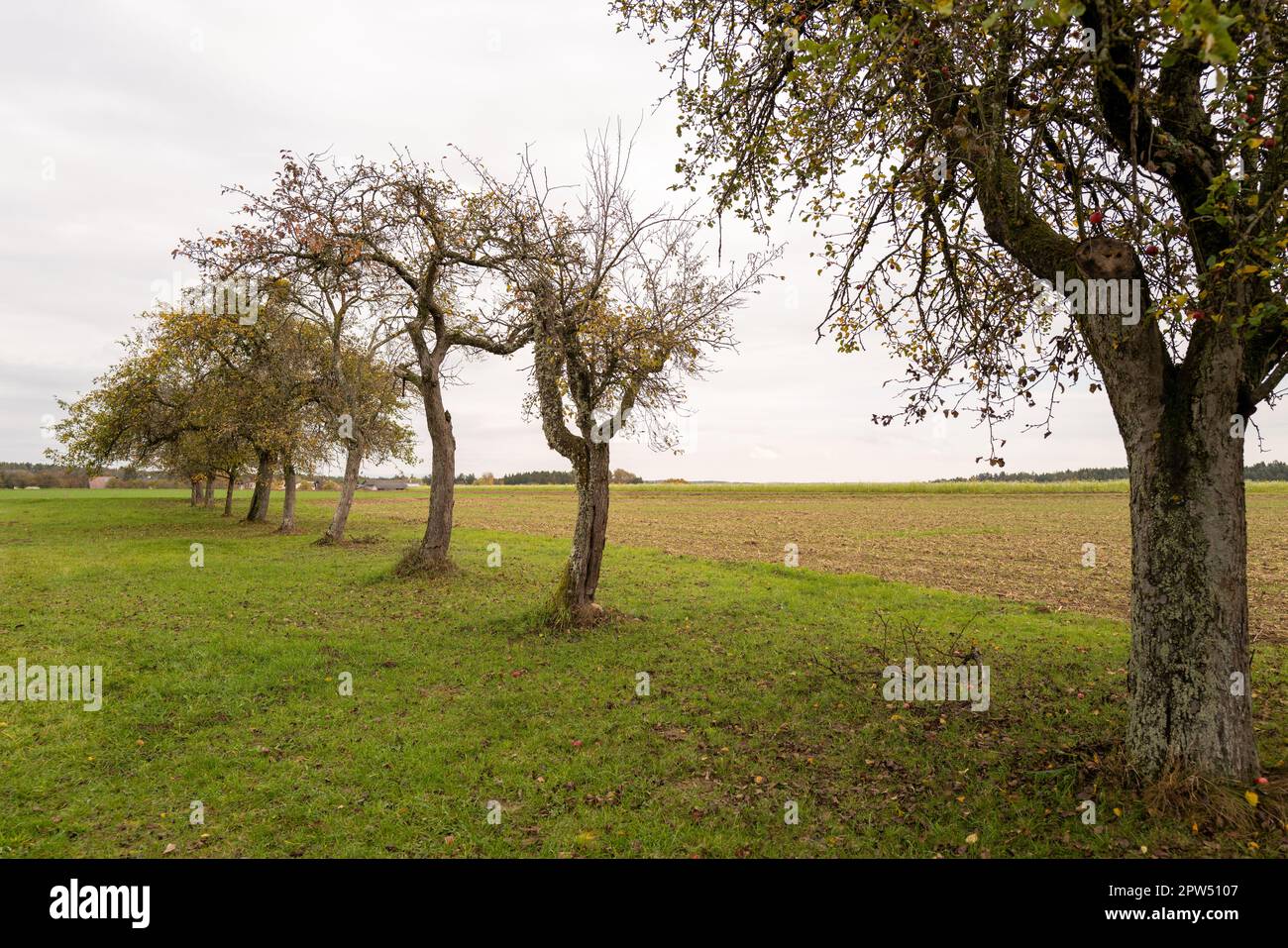 A row of fruit trees in autumn Stock Photo - Alamy