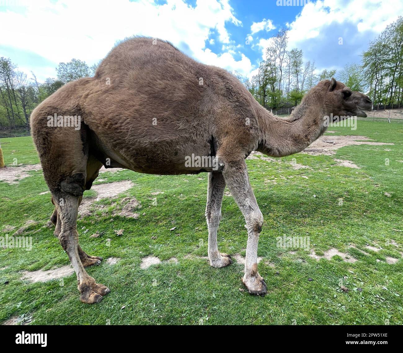 Das Dromedar, Camelus dromedarius, auch als Einhoeckriges oder ...