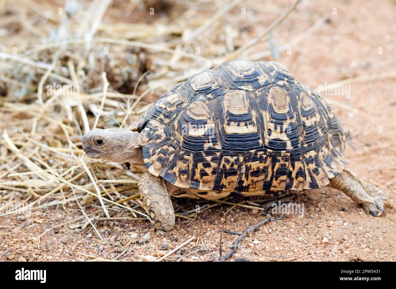 Leopard tortoise walks slowly in Etosha Stock Photo - Alamy