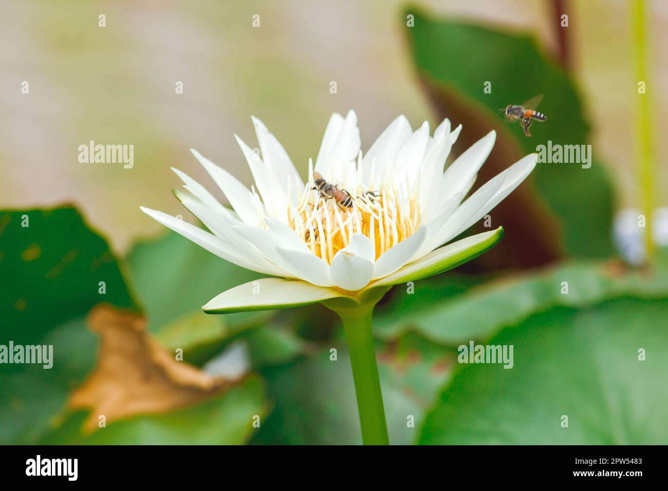 Bees and white lotus flowers are blooming beautifully Stock Photo - Alamy