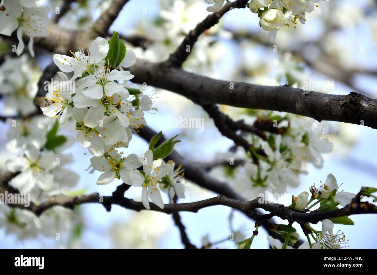 Flowering branch of apricot tree. Early flowering of trees in April ...