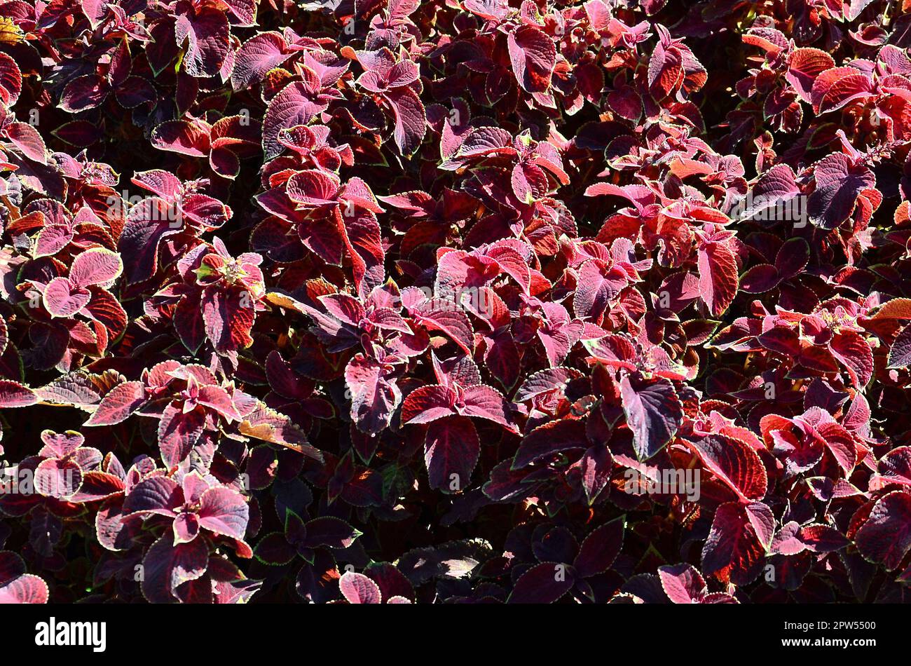Painted nettle, decorative variegated leaves background. Red, yellow ...