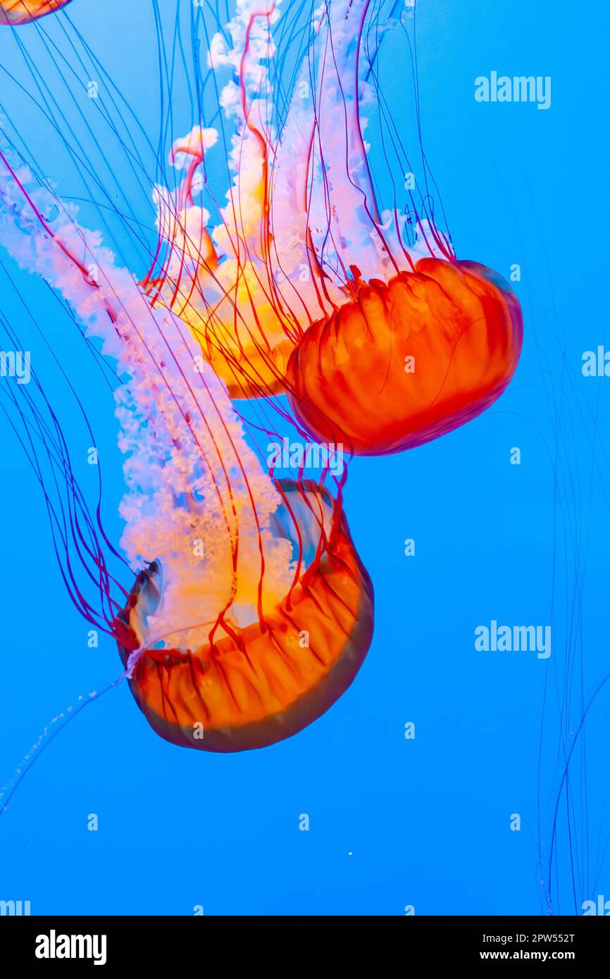 Clear jelly fish hi-res stock photography and images - Alamy