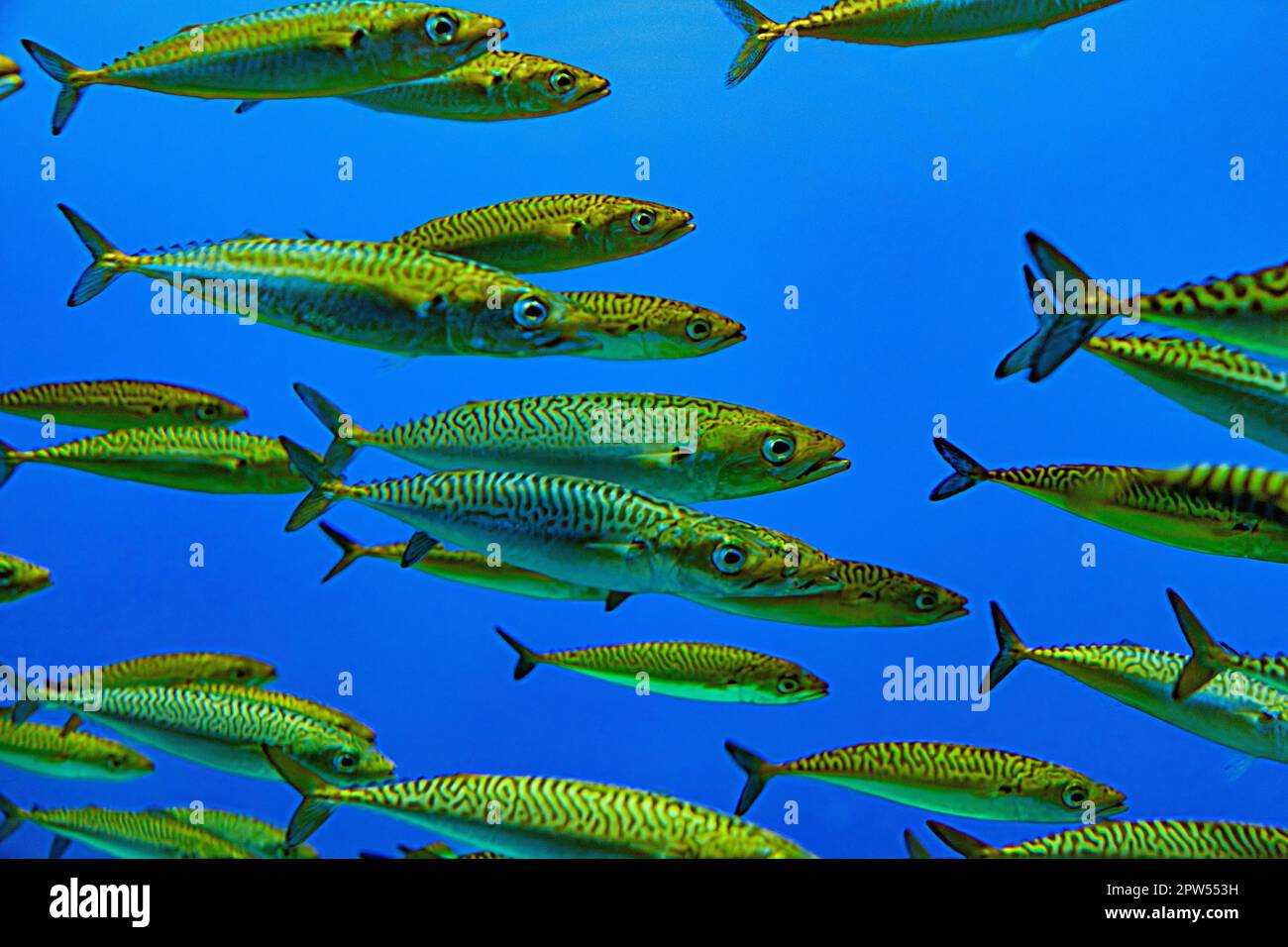 green silver fishes in a swarm in the ocean Stock Photo - Alamy