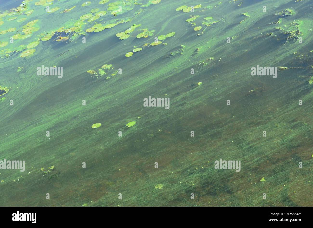The surface of an old swamp covered with duckweed and lily leaves. Many ...