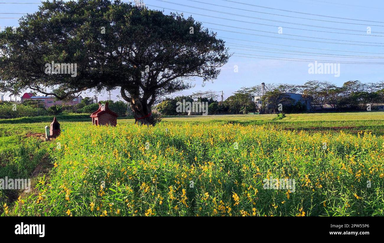 The Sunny view of the traditional Tak Chi temple in Taoyuan ...