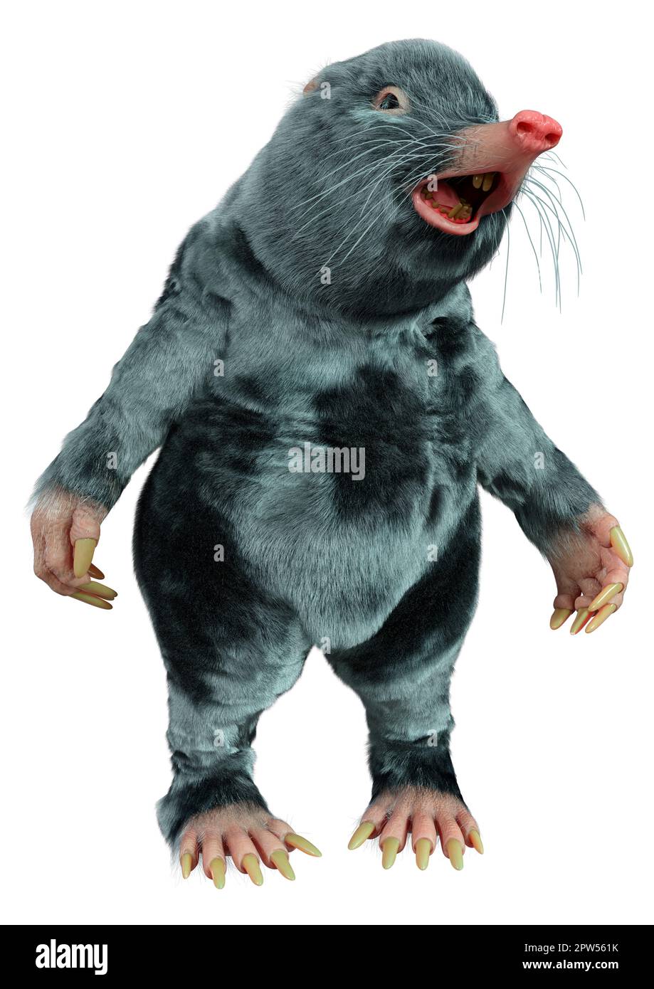 3D rendering of a mole animal isolated on white background Stock Photo ...