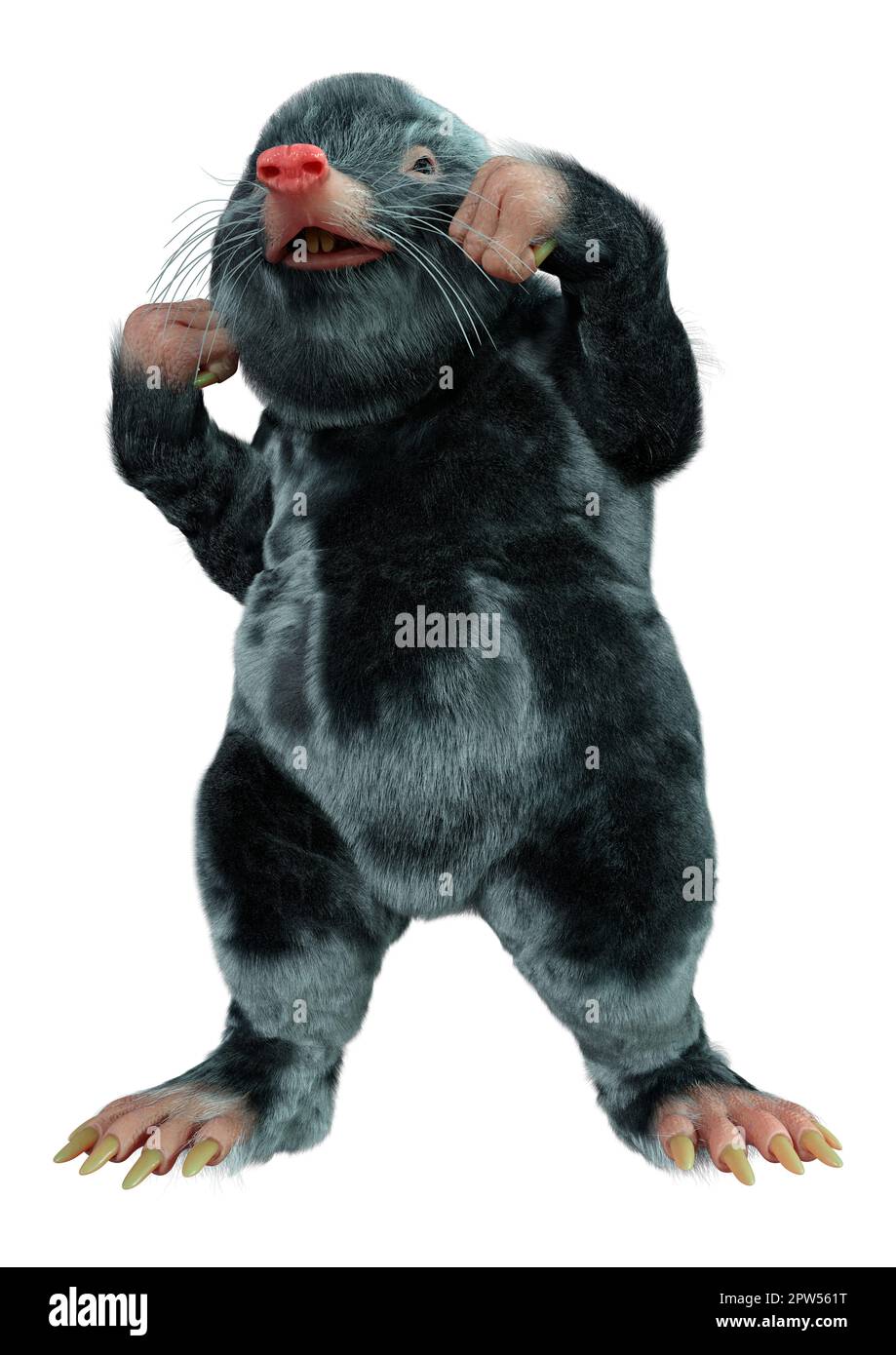 3D rendering of a mole animal isolated on white background Stock Photo ...