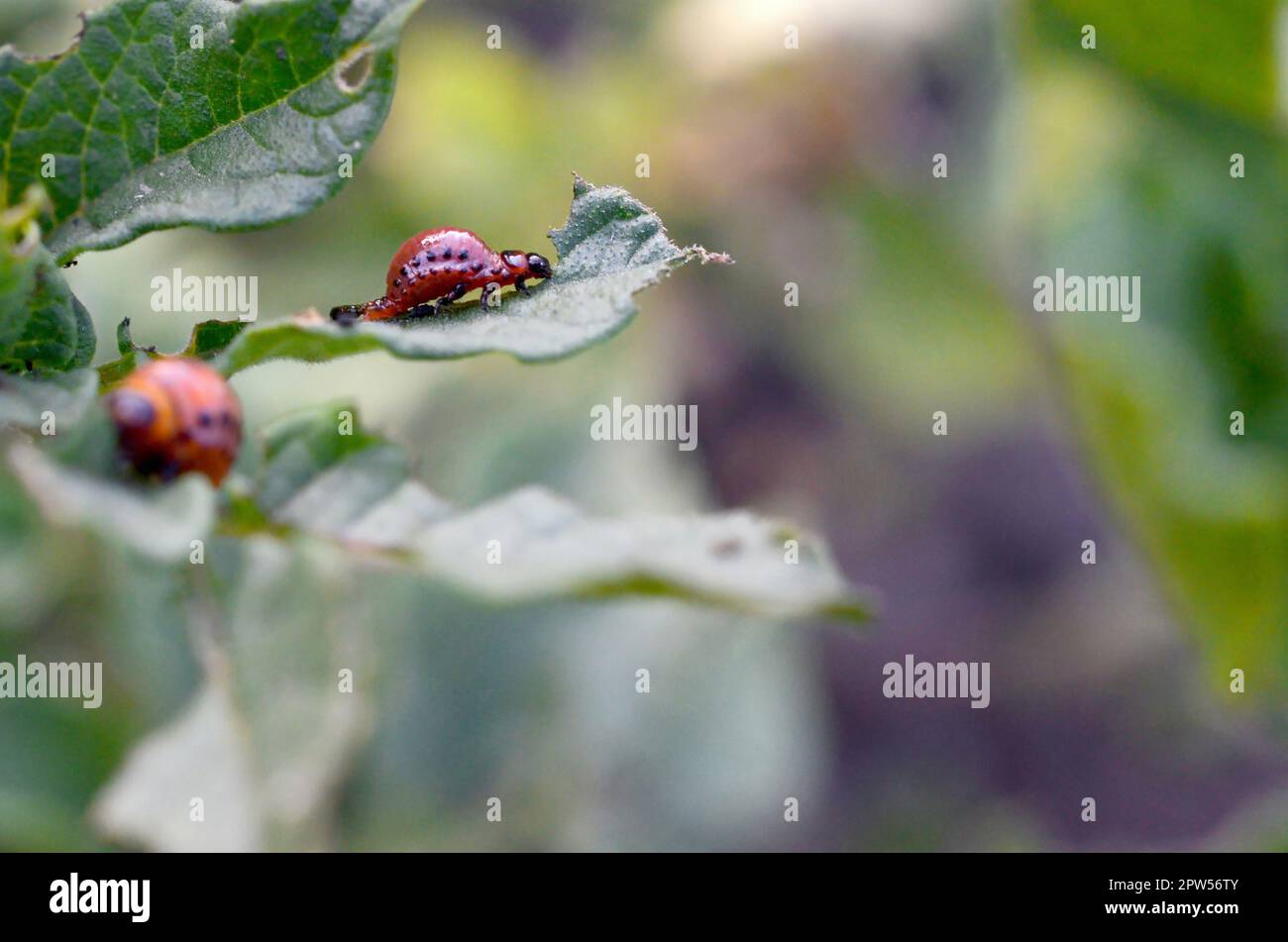 Colorado potato beetle larvae eat leaf of young potato, closeup. Pests ...