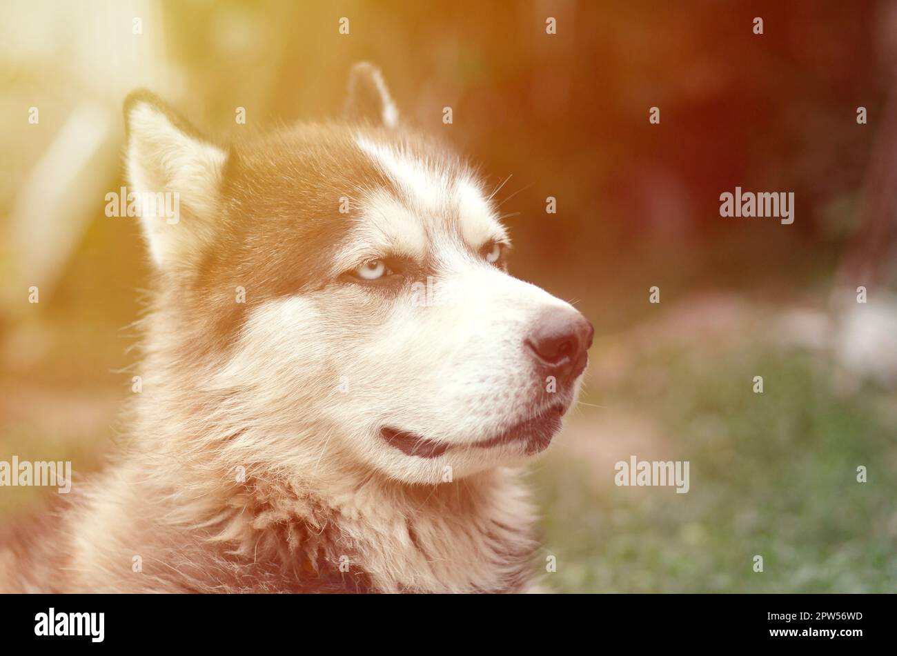 Alaskan Malamute with blue eyes. The Arctic Malamute is a wonderful ...