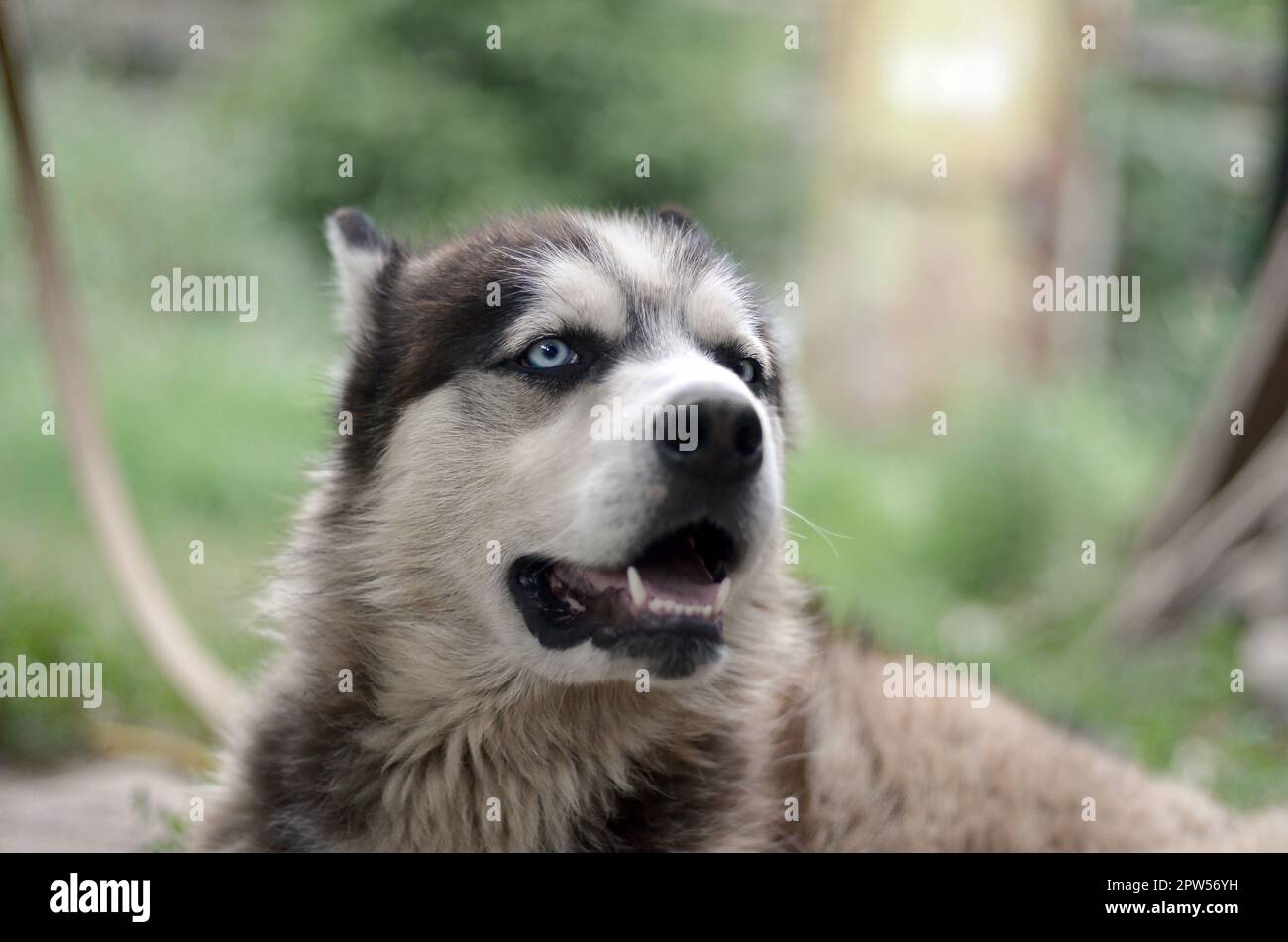 Alaskan Malamute with blue eyes. The Arctic Malamute is a wonderful ...