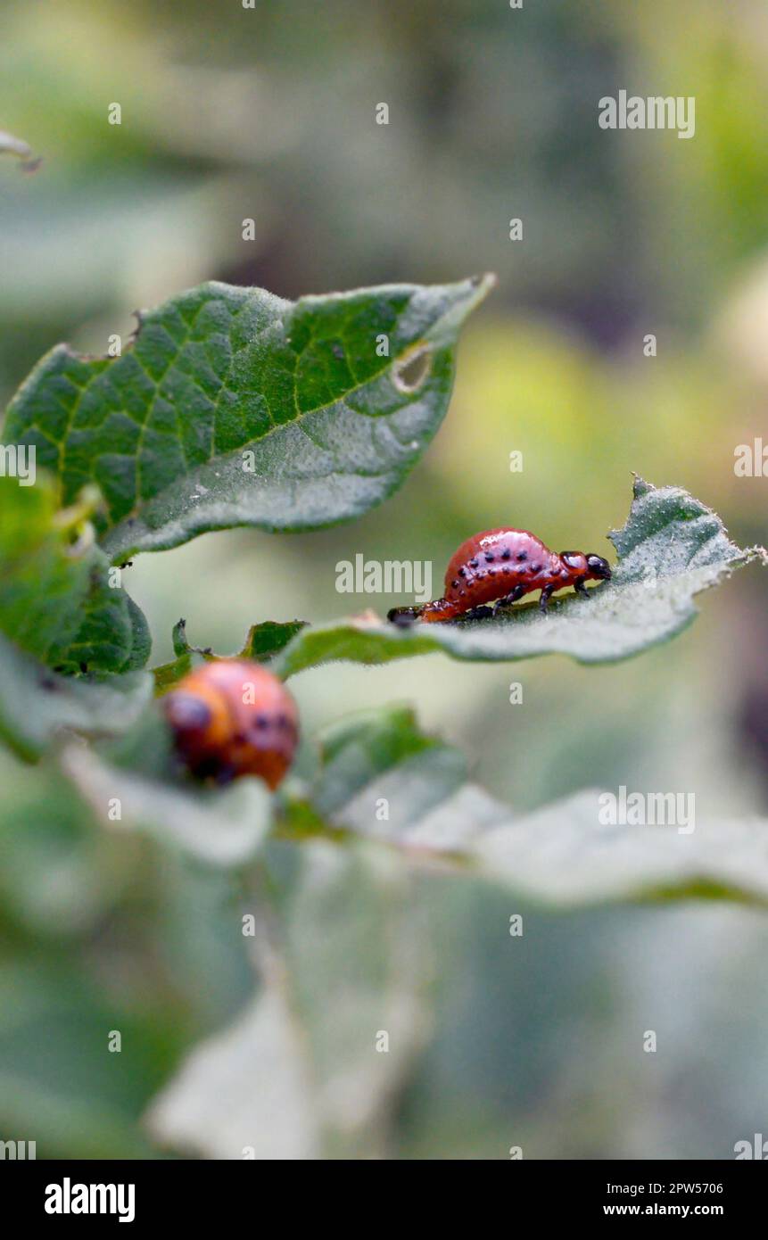 Colorado potato beetle larvae eat leaf of young potato, closeup. Pests ...