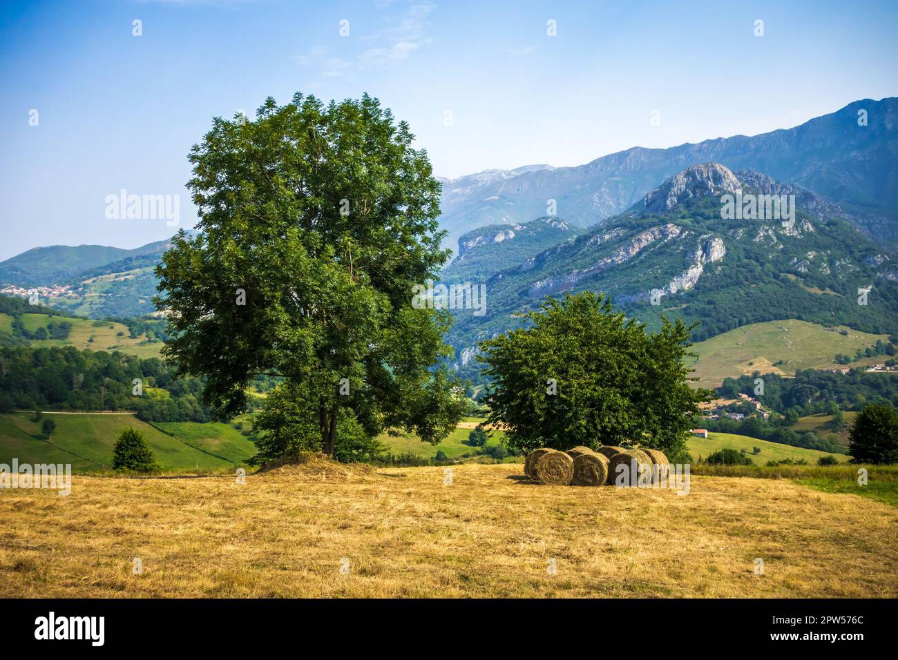 Tree in a field. Landscape around Bulnes village in Picos de Europa ...