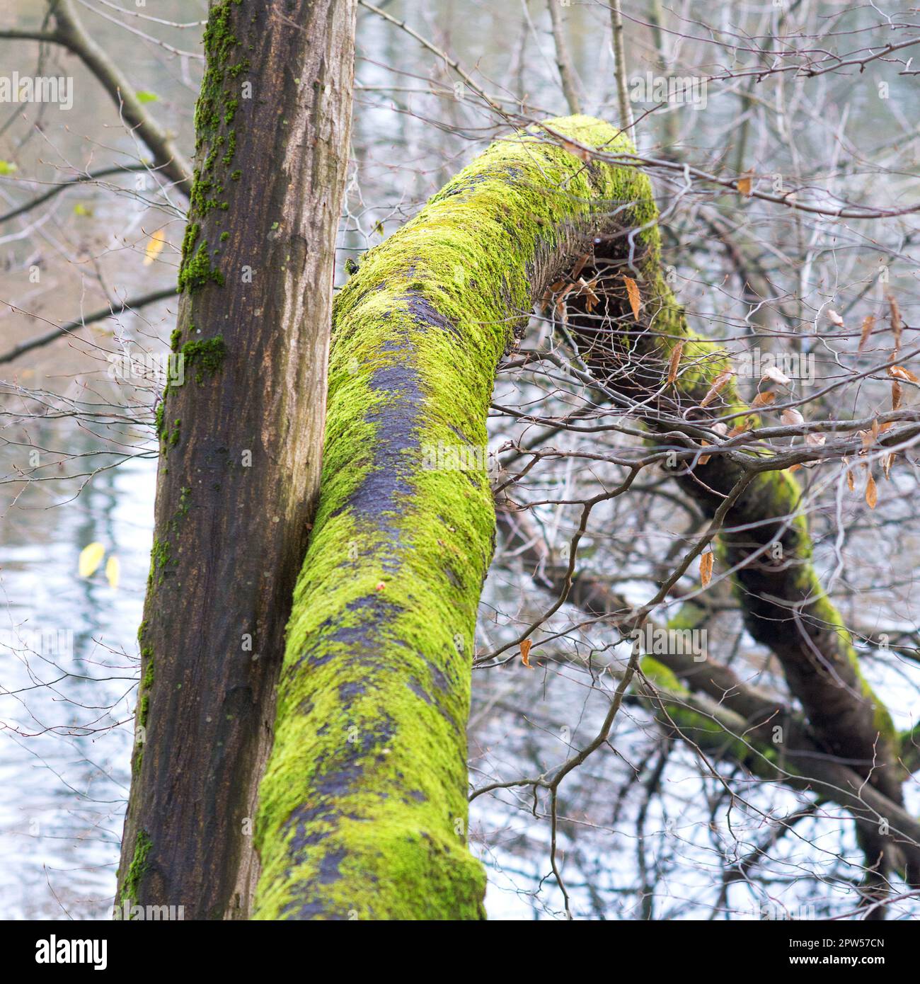 Tree branches covered with moss. Branchy forest in moss. Mossy forest with branchy trees. Mossy ...