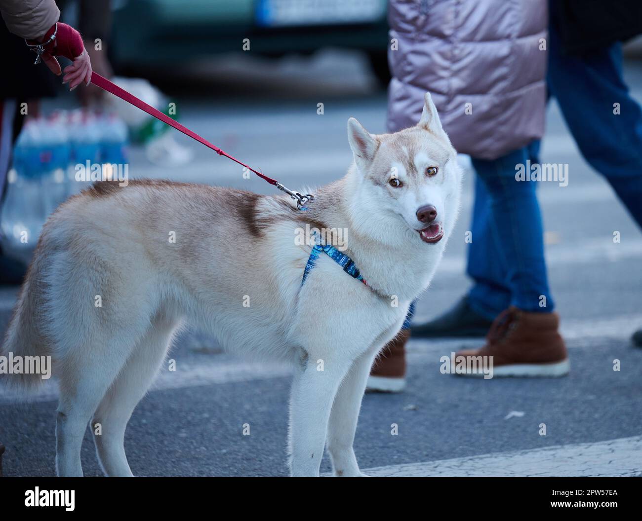 Adult husky dog on a leash outdoors Stock Photo - Alamy