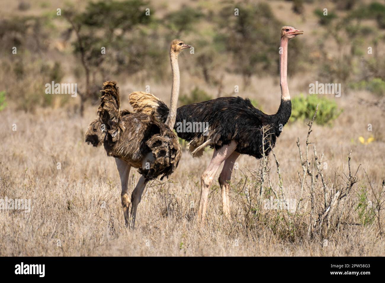 Male and female common ostriches stand side-by-side Stock Photo - Alamy