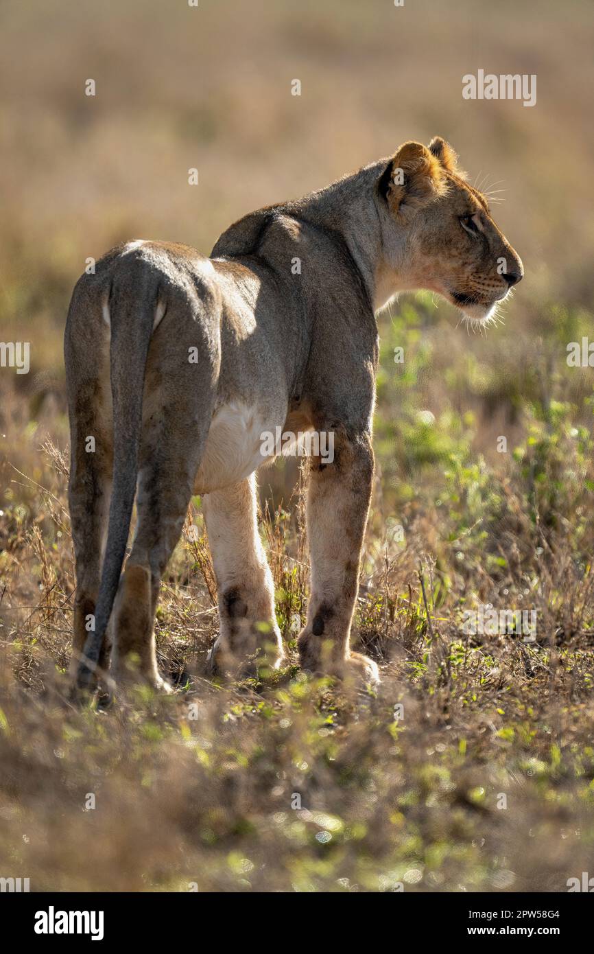 Lioness stands turning head on sunlit grass Stock Photo - Alamy