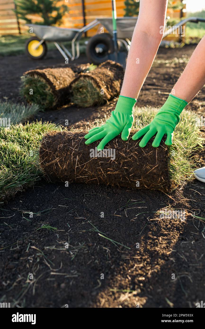 Close up woman laying sod for new garden lawn - turf laying Stock Photo ...