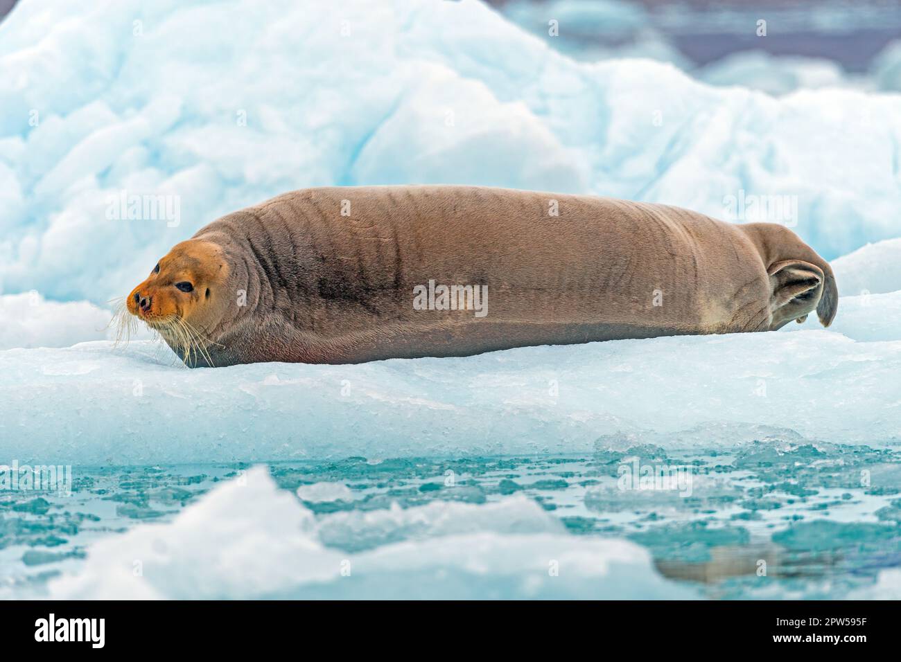 Bearded Seal in Repose on an Iceberg at Lilliehookfjorden in the ...