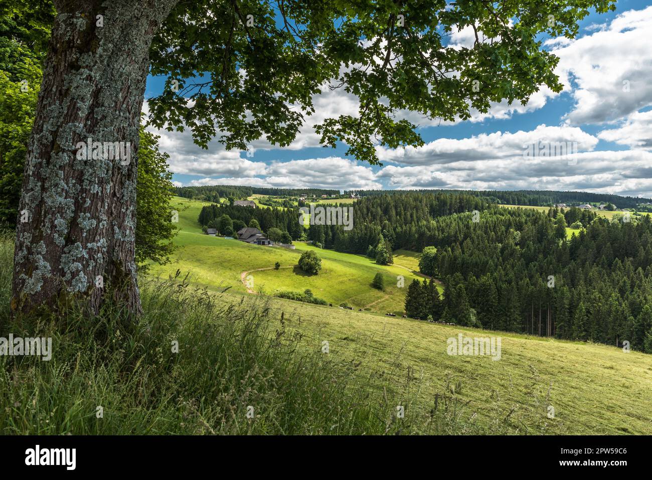 Green hilly landscape in the Black Forest with meadows, trees and ...