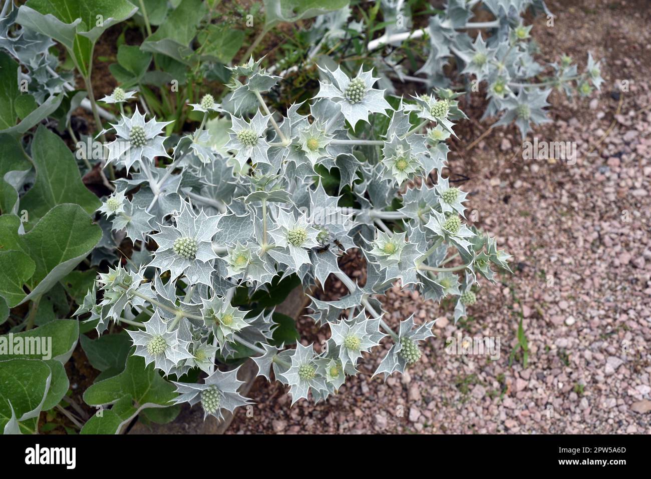 Stranddistel, Eryngium maritimum ist eine Distelart die im Sand in ...