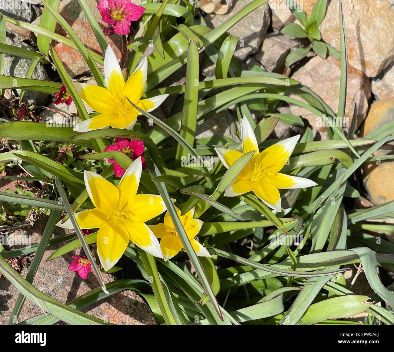 Wildtulpen sind die Vorfahren moderner Gartentulpen. Wild tulips are the ancestors of modern ...