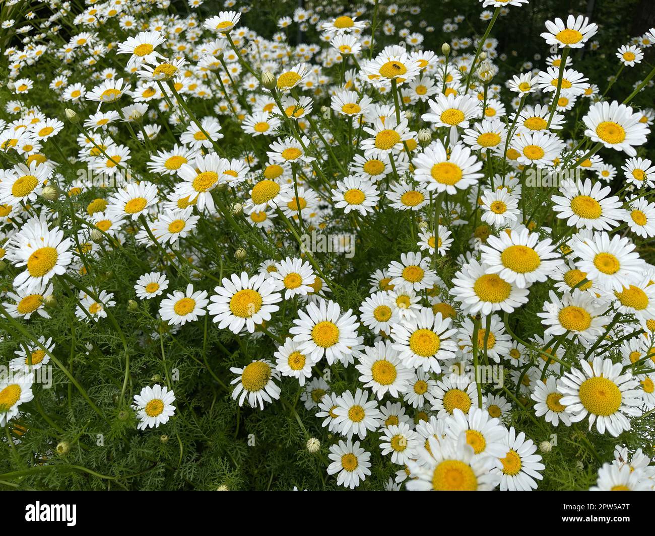 Pyrethri hi-res stock photography and images - Alamy