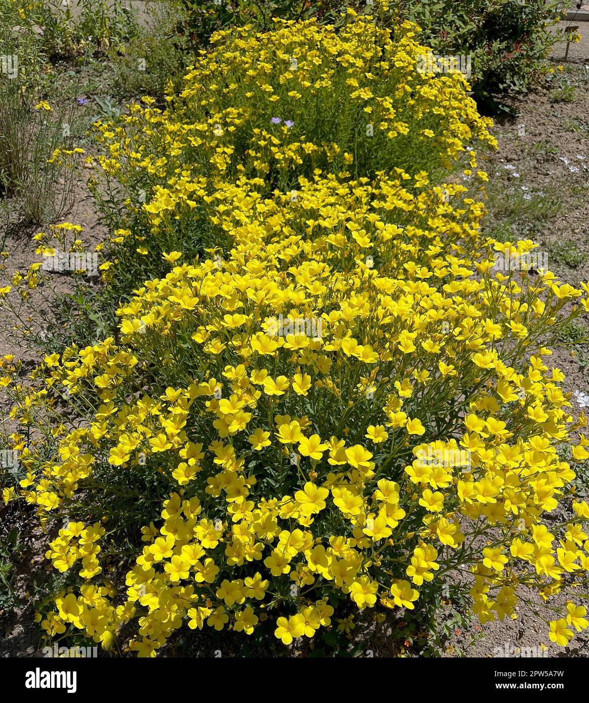 Gelbe lein hi-res stock photography and images - Alamy