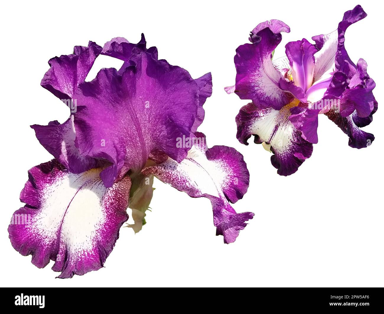 Two beautiful graceful iris flowers of purple color. White background ...