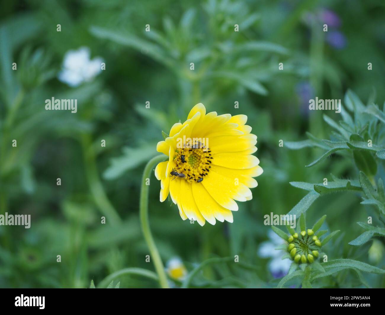 insects fetching nectar from a yellow flower in a lawn Stock Photo - Alamy