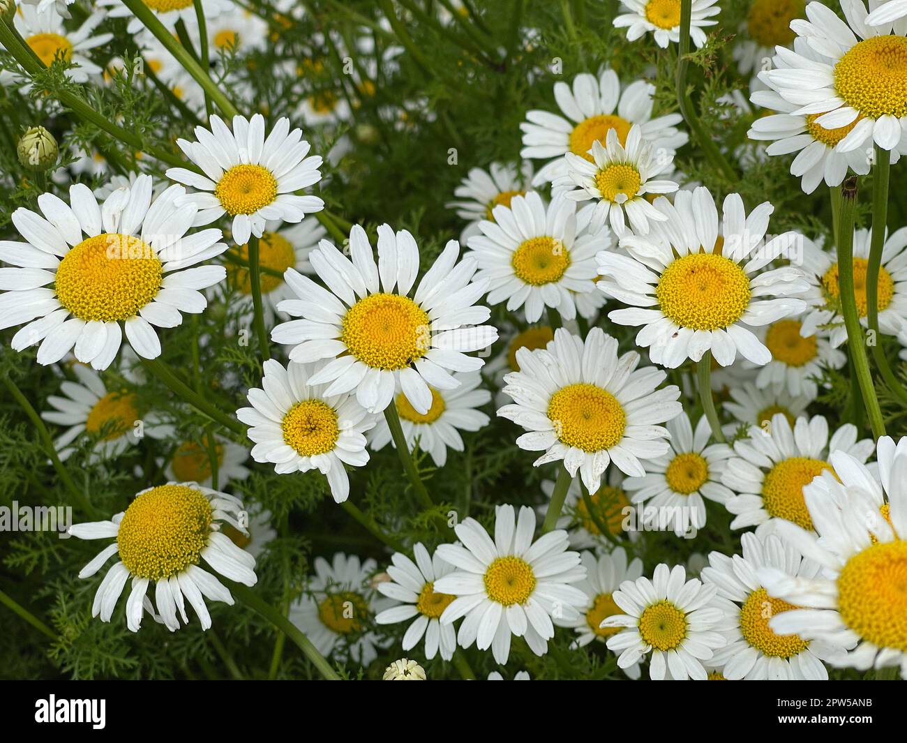 Roemischer Bertram, Anacycle pyrethrum, ist eine wichtige Heilpflanze ...