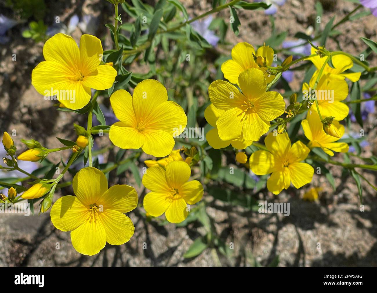 Gattung lein linum hi-res stock photography and images - Alamy