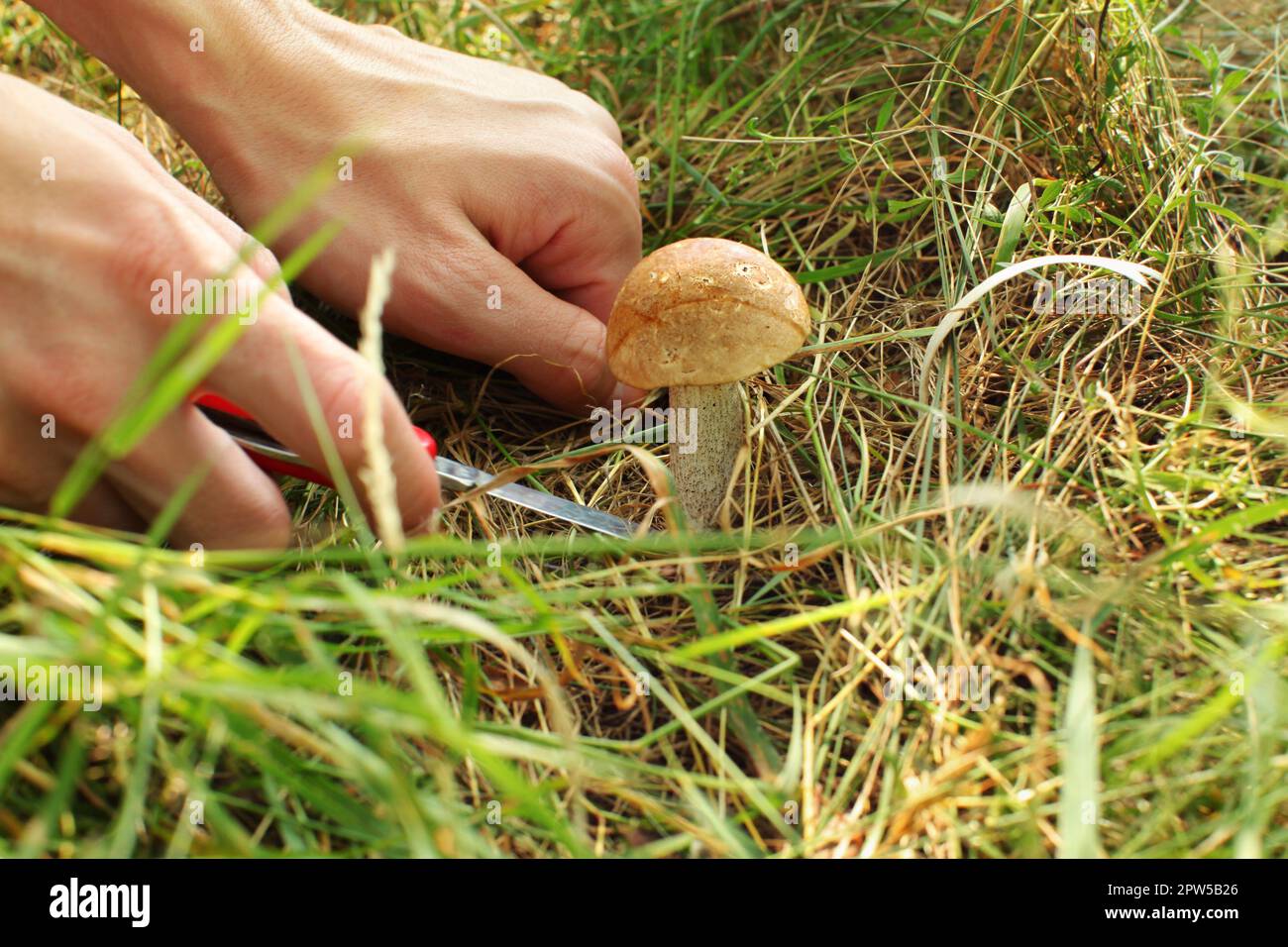 Detail on young woman hands picking young scaber stalk mushroom from ...