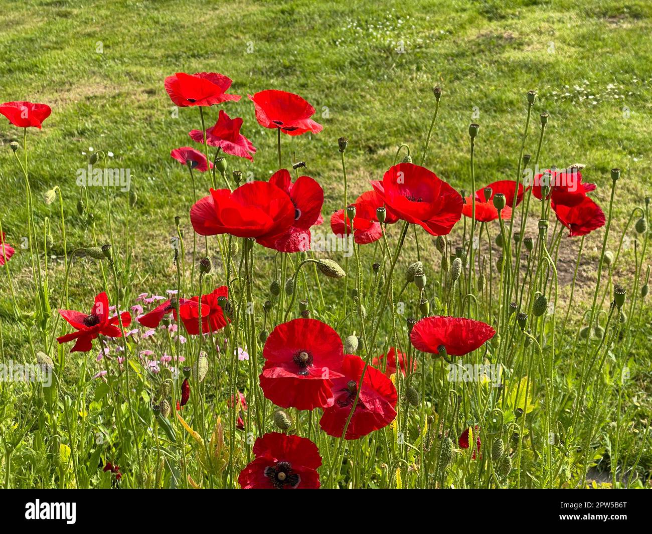 Klatschmohn, Papaver ist eine Pflanzengattung aus der Familie der ...