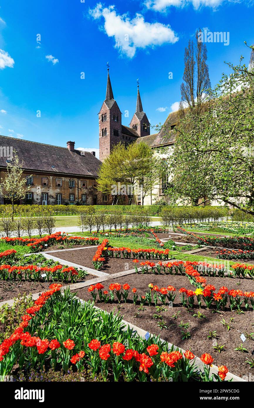 Red tulips in the Remtergarten with a view of the Carolingian Westwerk ...