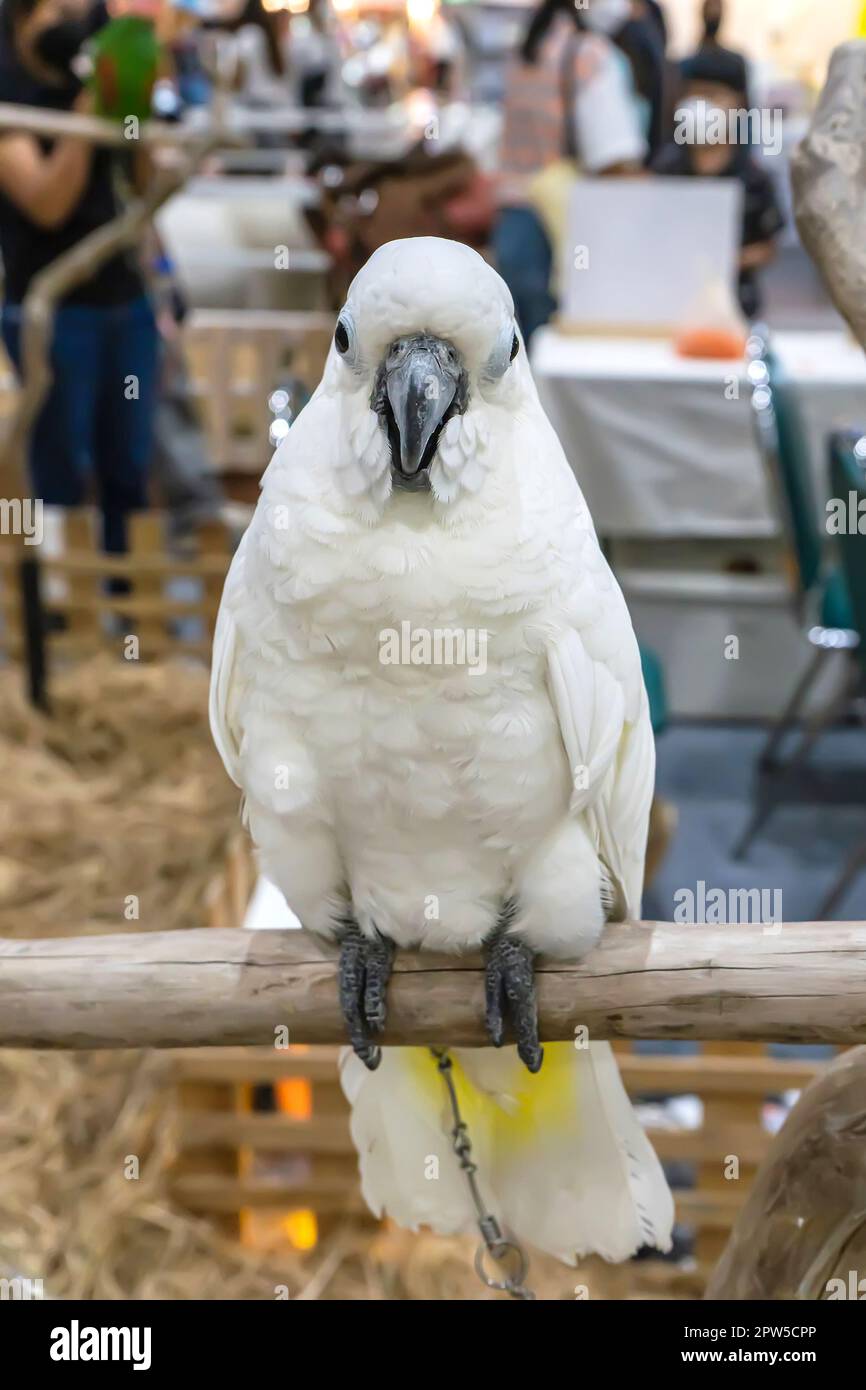 Parrots are posing to take the picture. Bird is a popular pet in ...