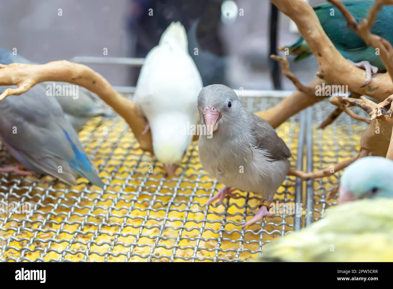 Parrots are posing to take the picture. Bird is a popular pet in ...