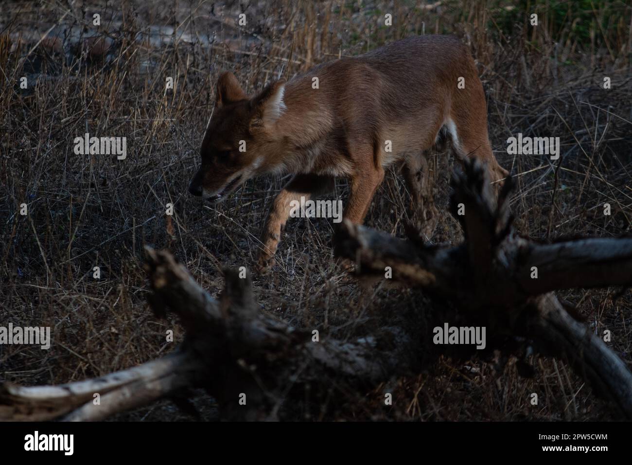 fox at Bannerghatta national park Bangalore running in the zoo. forest ...