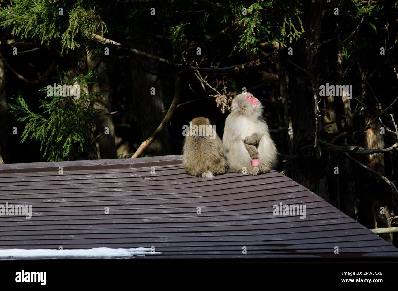 Pair of Japanese macaques Macaca fuscata on a roof. Jigokudani Monkey ...