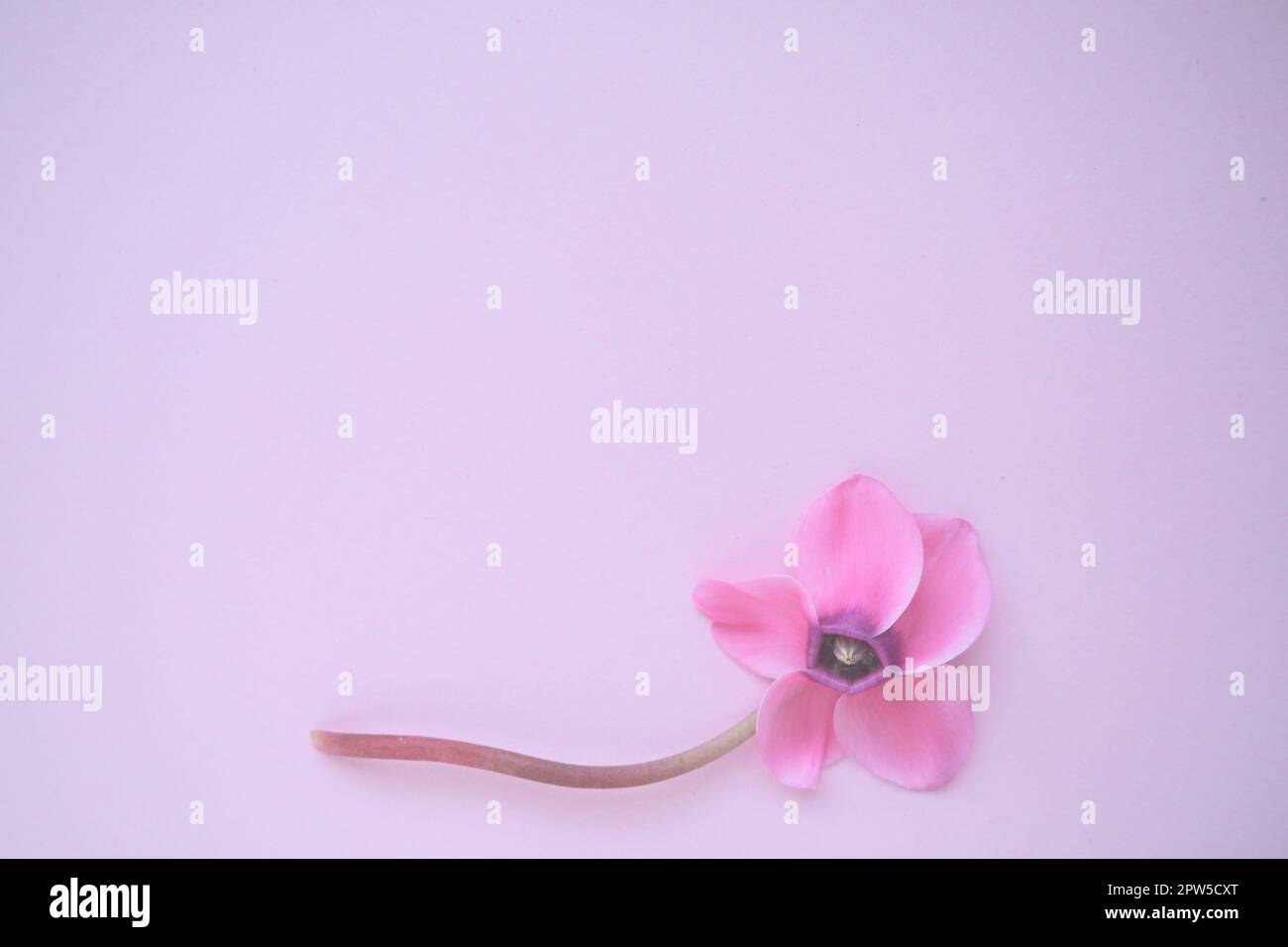 Cyclamen flower from below on pink purple background with blurred ...