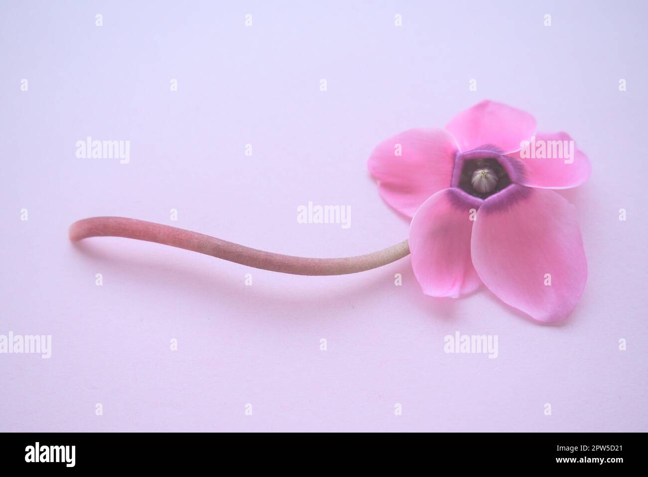 Cyclamen flower from below on pink purple background with blurred ...