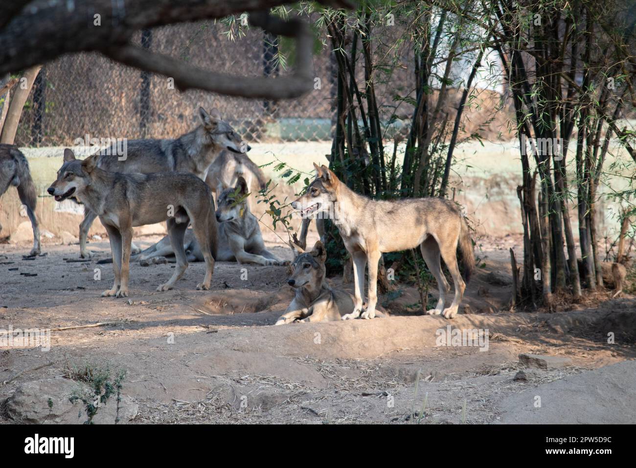 fox at Bannerghatta national park Bangalore running in the zoo. forest ...