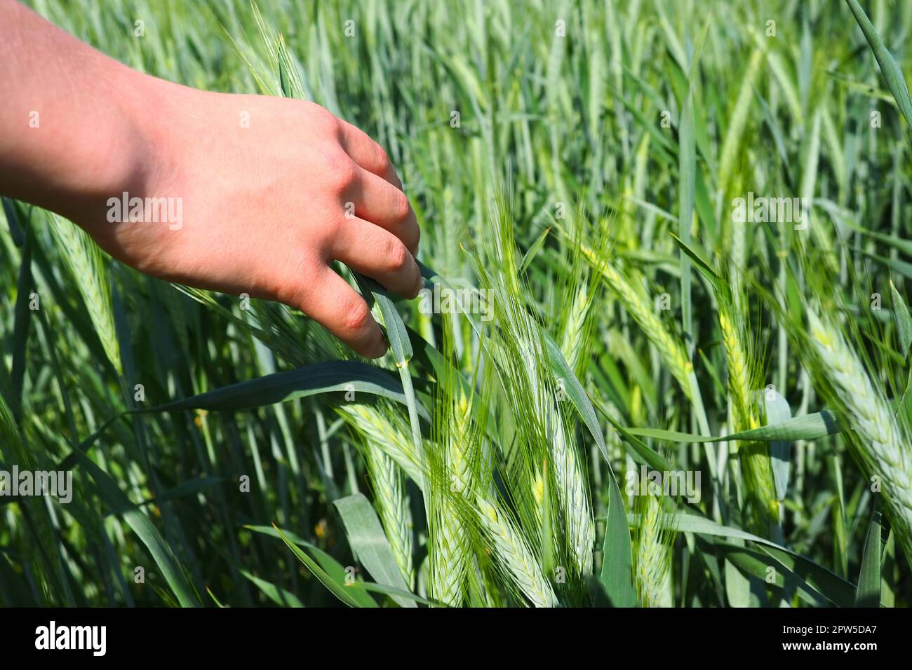 Human hand on the background of a wheat field. Hand of a boy touching ...