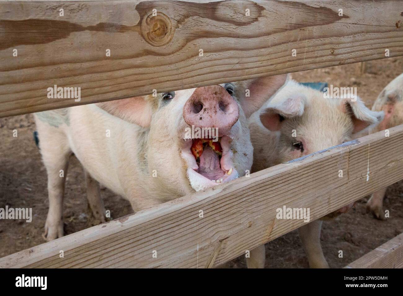 Hog apple hi-res stock photography and images - Alamy