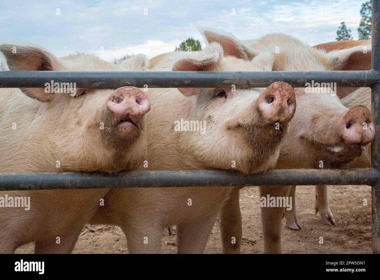 Three Farm Hogs Stock Photo - Alamy