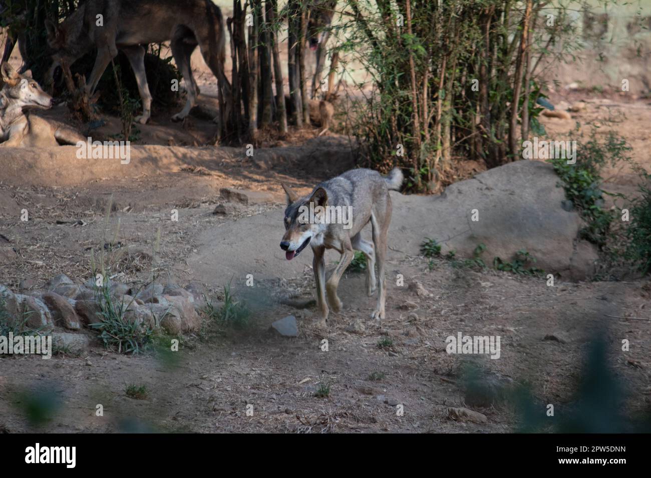 fox at Bannerghatta national park Bangalore running in the zoo. forest ...