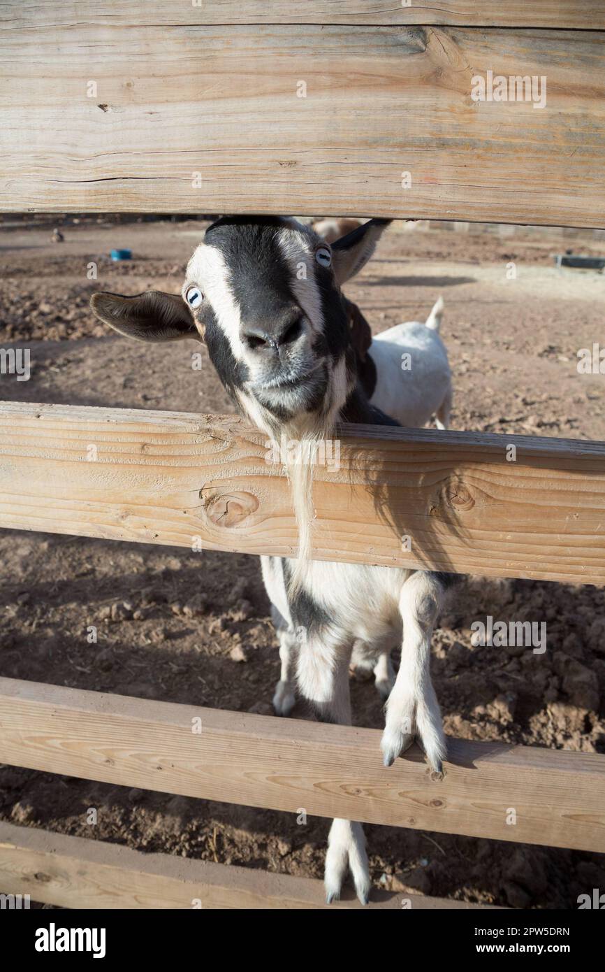 Back At The Barnyard Goat at Elijah Gannon blog