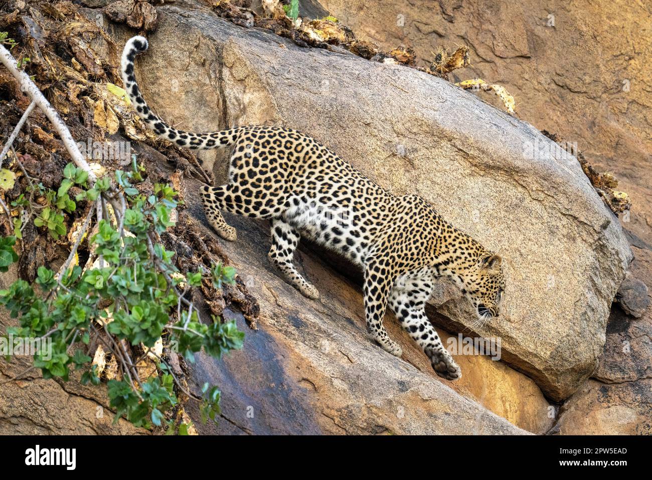 Leopard walks down steep rock lifting paw Stock Photo - Alamy